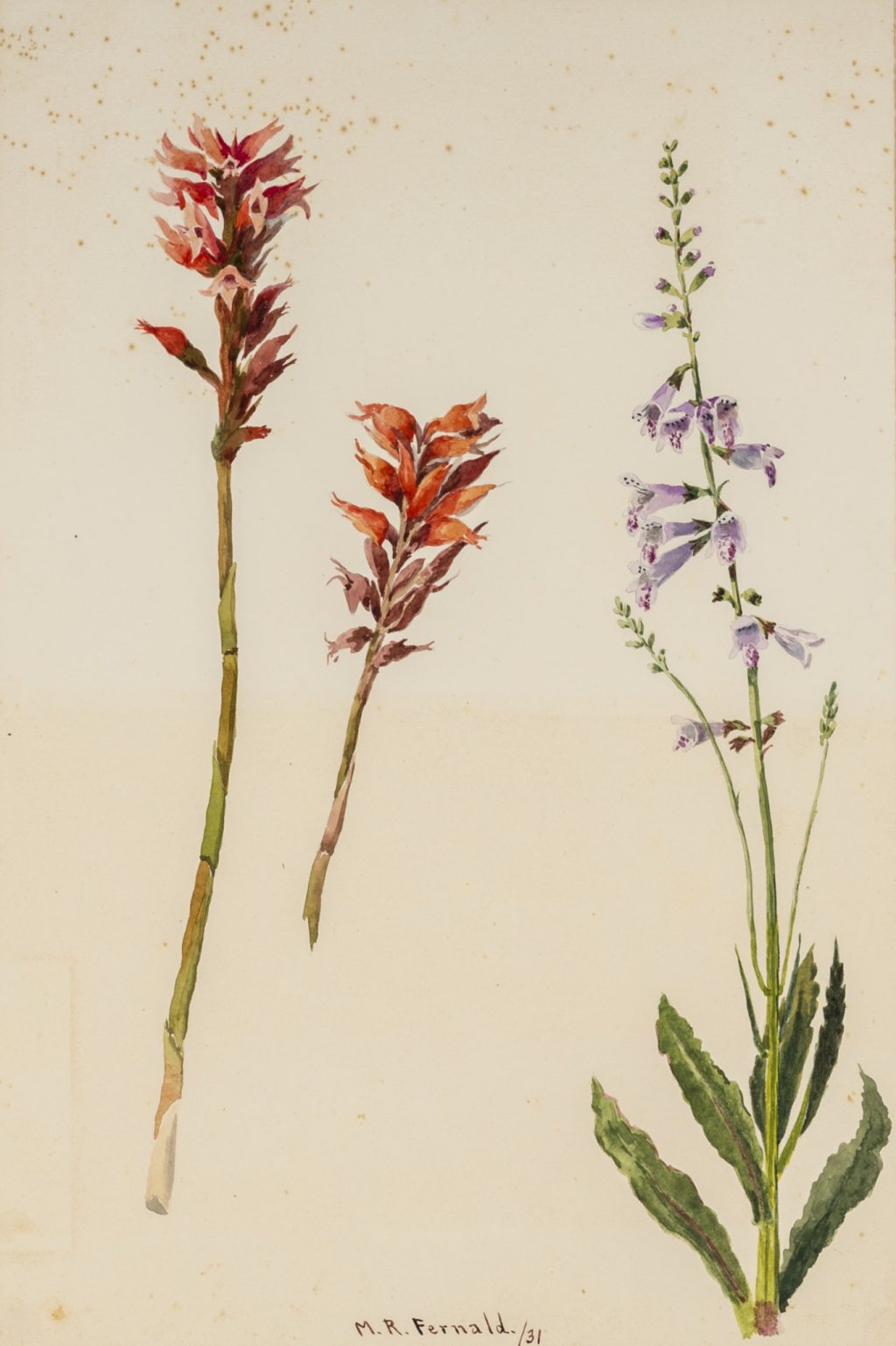 Forgotten for decades, rediscovered watercolor collection features ...