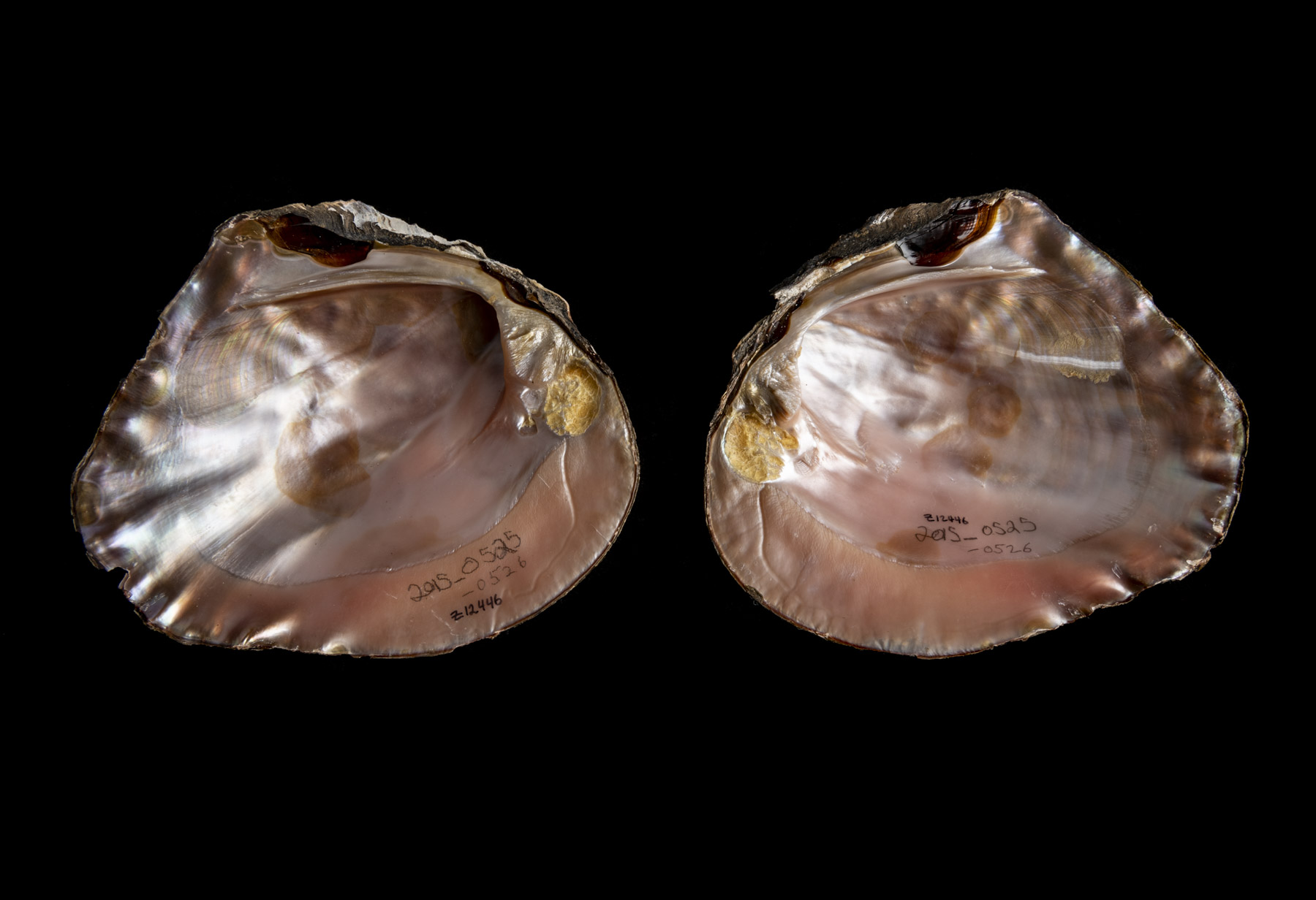 How ancient Mayan shell decor led to a new look at freshwater mussels ...