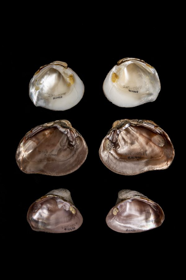 How ancient Mayan shell decor led to a new look at freshwater mussels ...