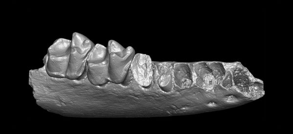 Oldest-known ancestor of modern primates may have come from North ...