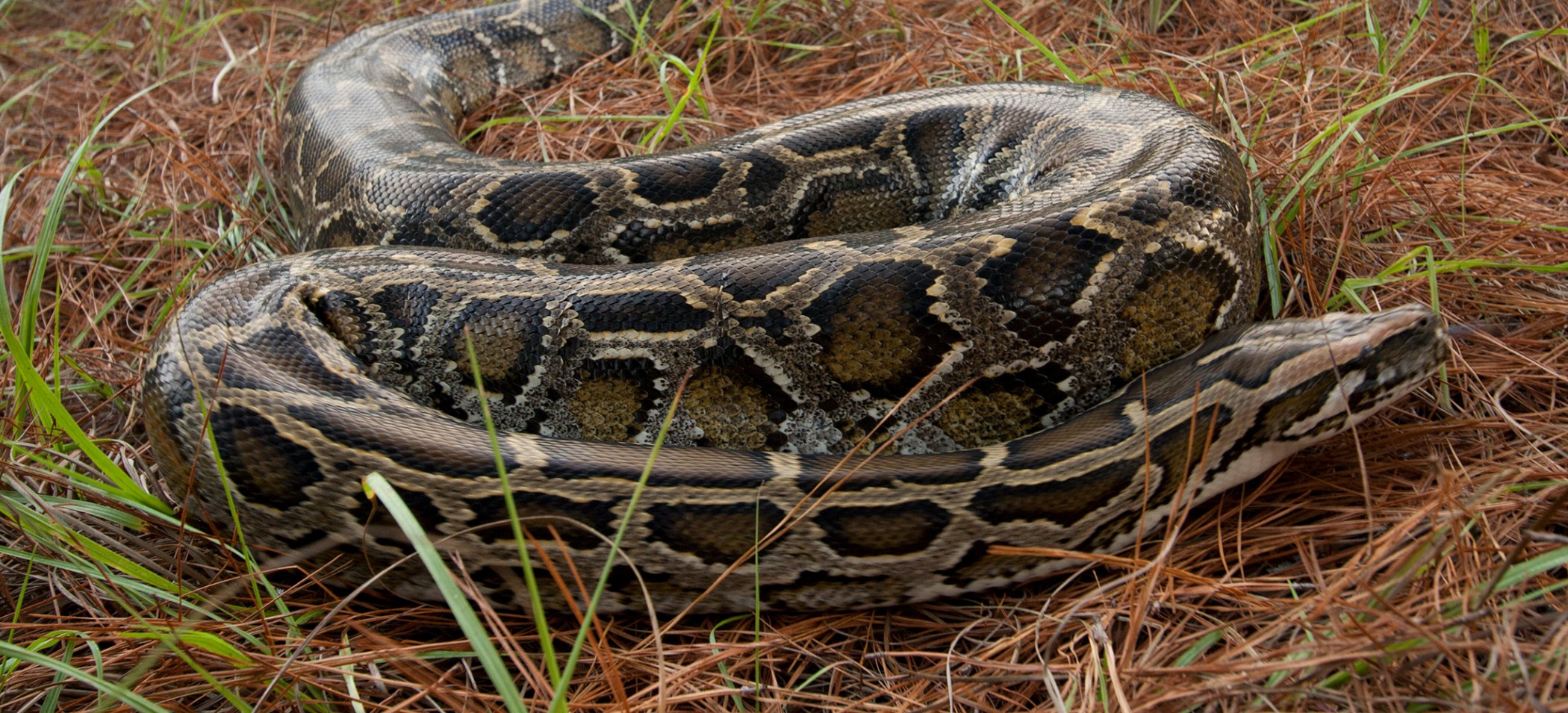 Florida’s invasive amphibian and reptile problem leads world – Research ...