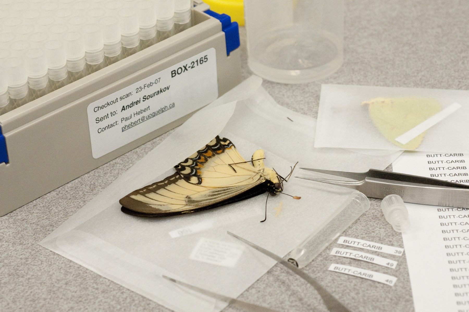 DNA barcoding shows promise for butterfly identification – Research News