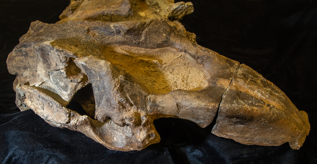 20-million-year-old tusked sea cow is Central America’s oldest marine ...