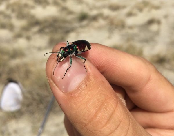 Tiger beetles: fierce hunters, fast movers – Florida Museum Science
