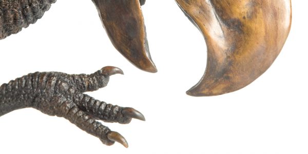 ‘Terror bird’ arrived in North America before land bridge – Florida ...