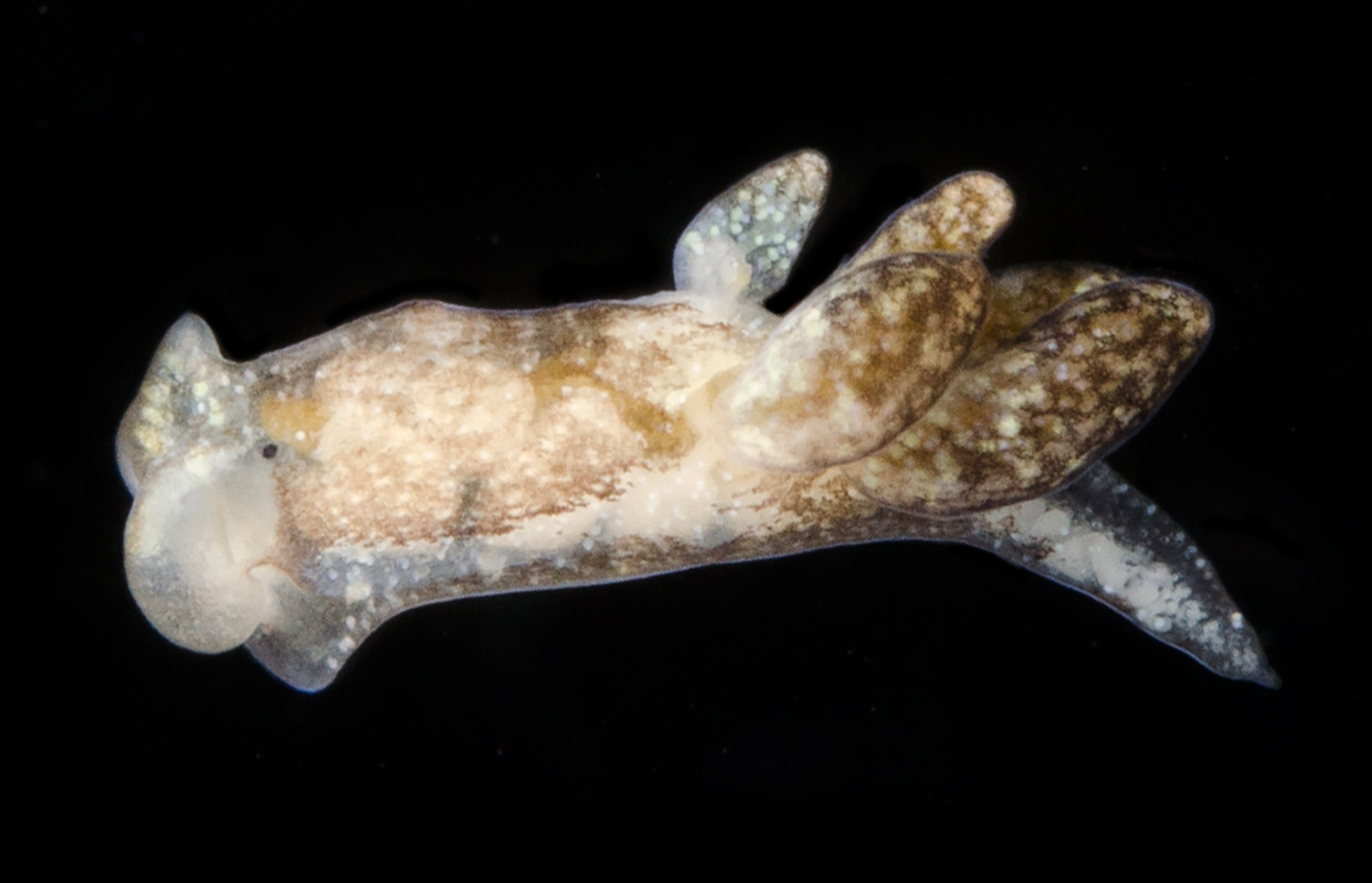 Egg-sucking sea slug from Florida’s Cedar Key named after Muppets ...