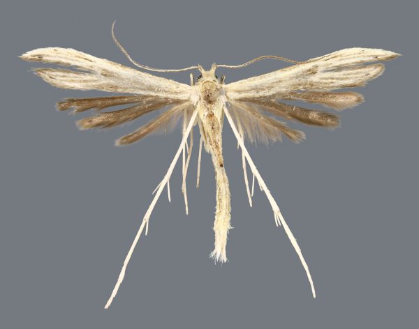 Four new species of plume moths discovered in Bahamas – Research News