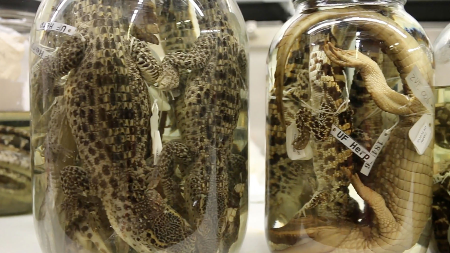 Why Science? Herpetology – Research News