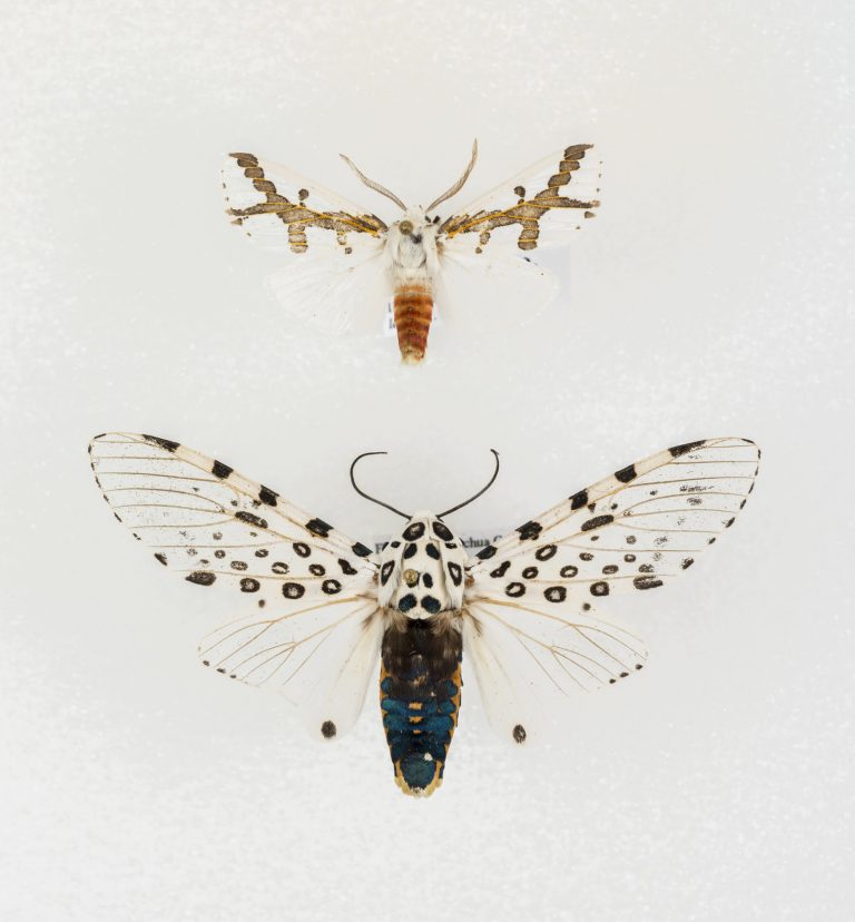 25,000 moths from one Florida backyard show how insects change with the ...