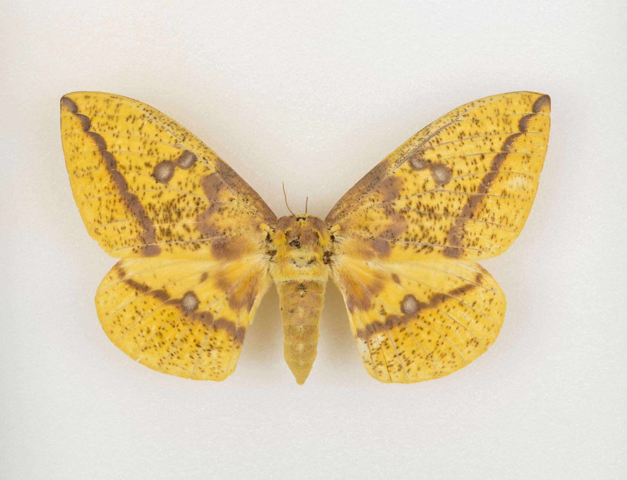 25,000 moths from one Florida backyard show how insects change with the ...