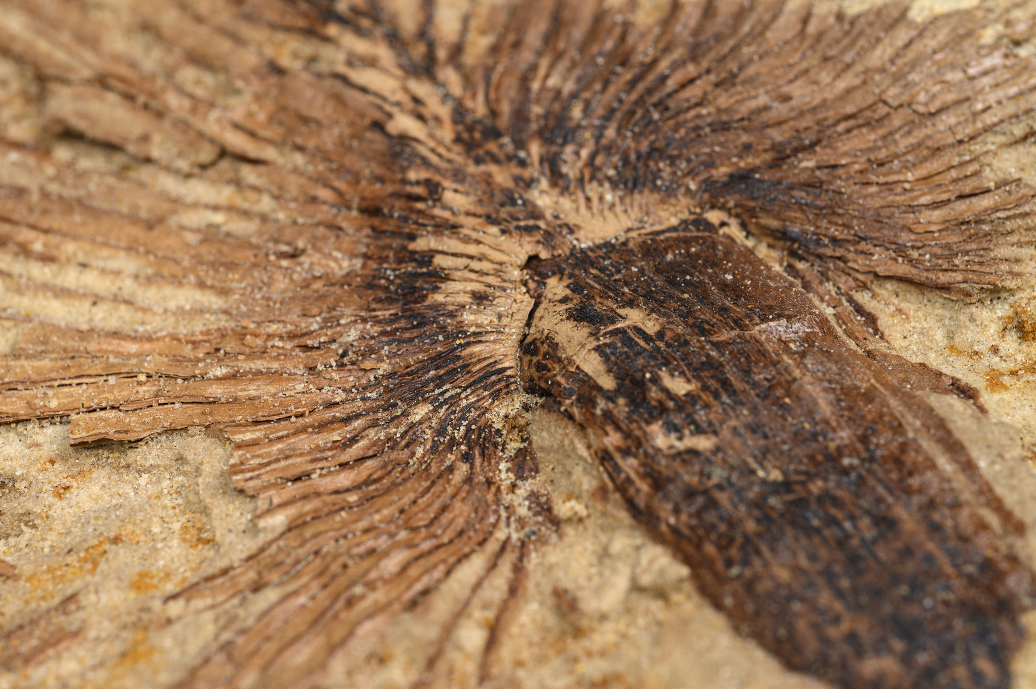 Fingerprints of ancient forests offer rare look at Florida 16 million ...