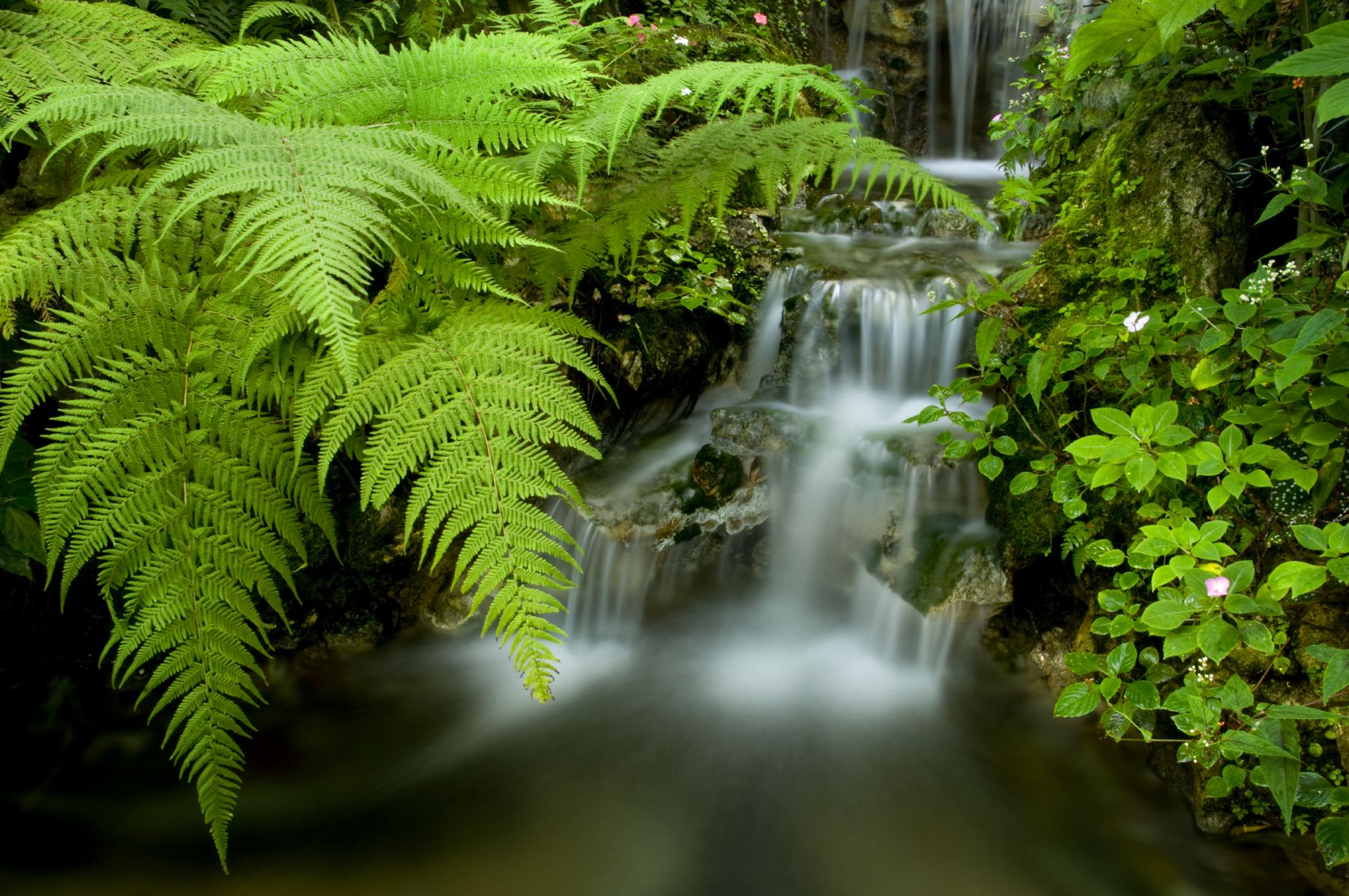 Scientists sequence 1,100 plants, illuminating 1 billion years of ...