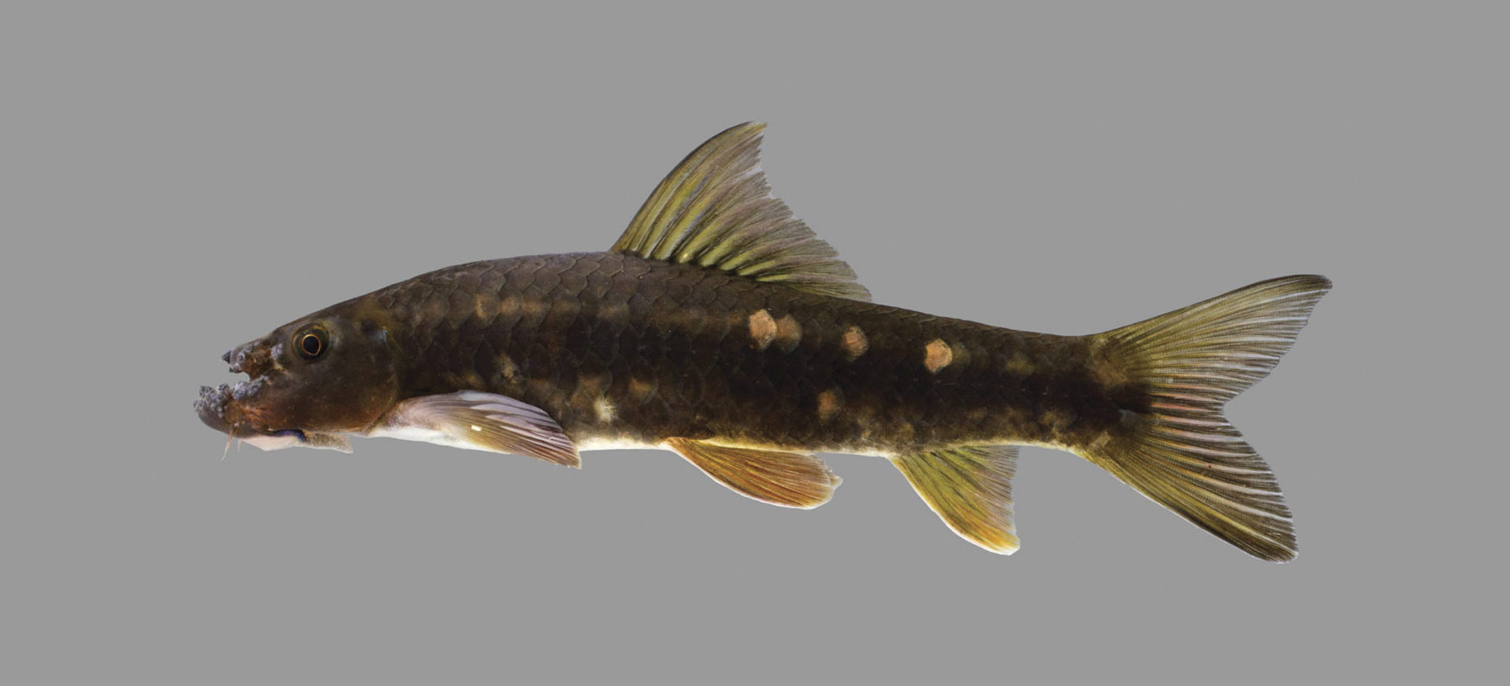 ‘Netherworldly’ freshwater fish named for Thai conservation visionary ...