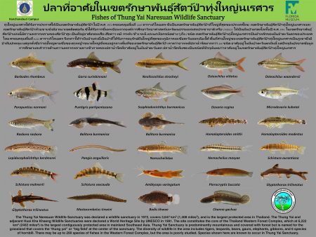 ‘Netherworldly’ freshwater fish named for Thai conservation visionary ...