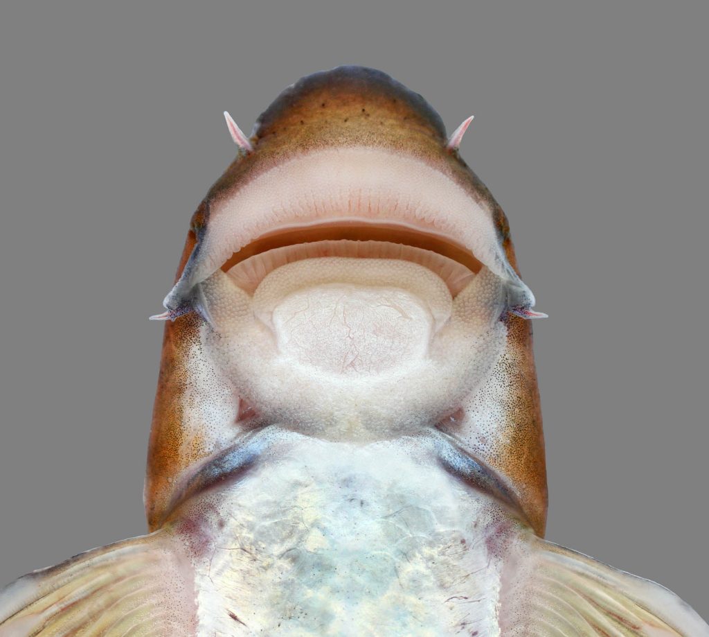 ‘Netherworldly’ freshwater fish named for Thai conservation visionary ...