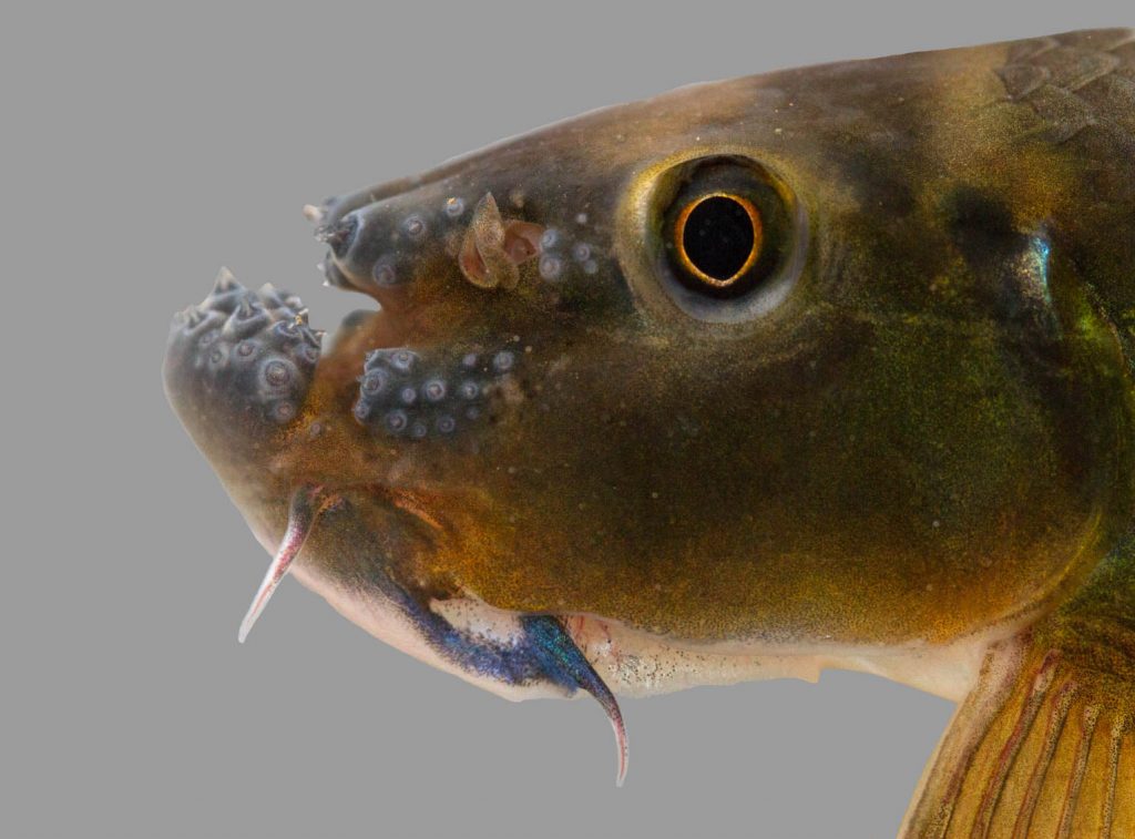 ‘Netherworldly’ freshwater fish named for Thai conservation visionary ...