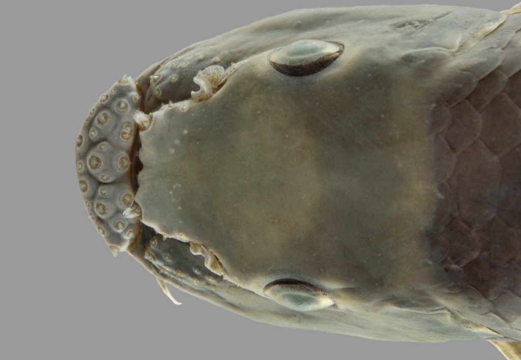 ‘Netherworldly’ freshwater fish named for Thai conservation visionary ...