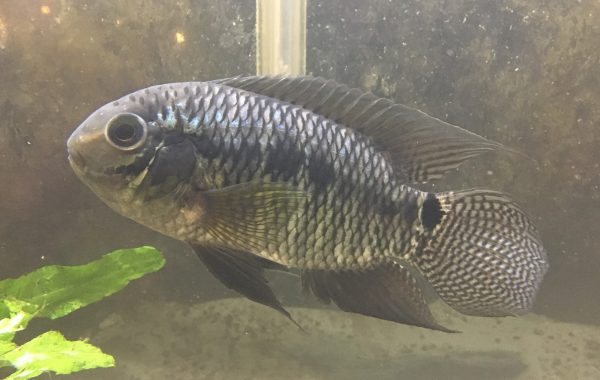 Fish switch: Identity of mystery invader in Florida waters corrected ...