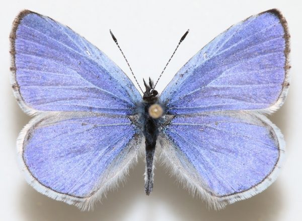 Butterflies’ ‘secret’ to keeping cool hidden in wings – Research News