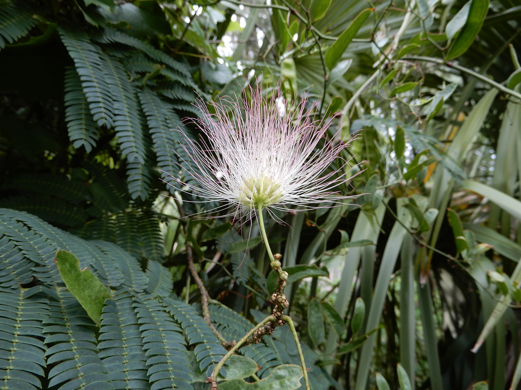 Five invasive plants that might be lurking in your garden – Research News