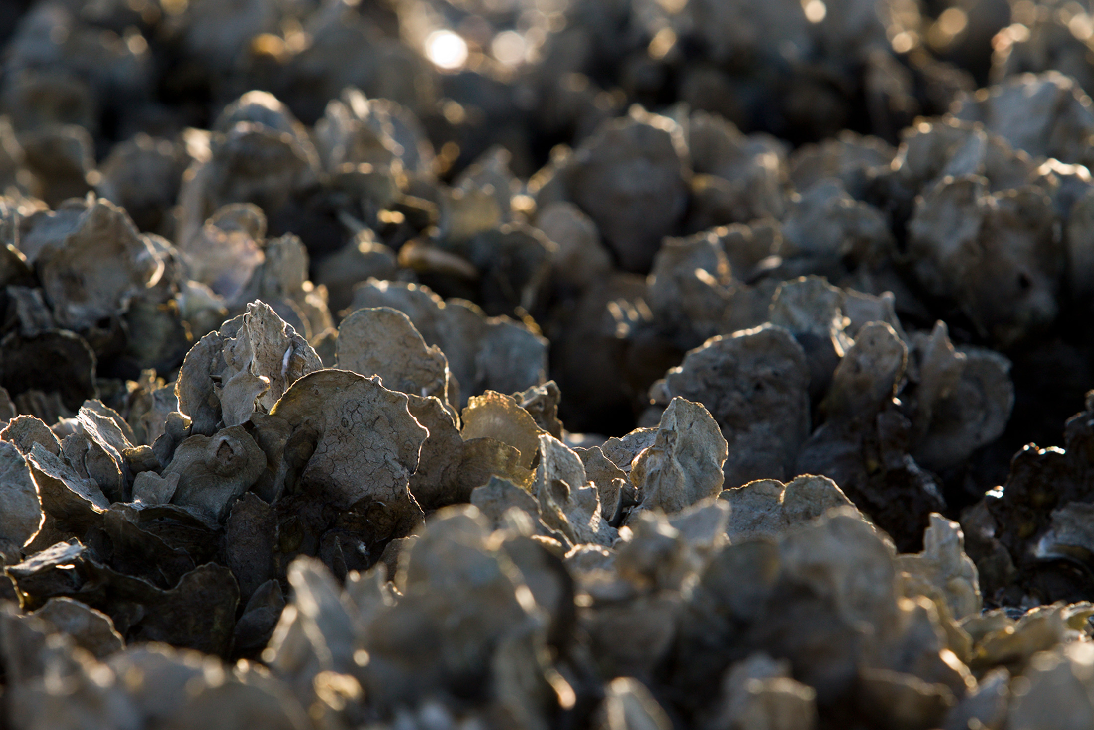 During tough times, ancient ‘tourists’ sought solace in Florida oyster ...