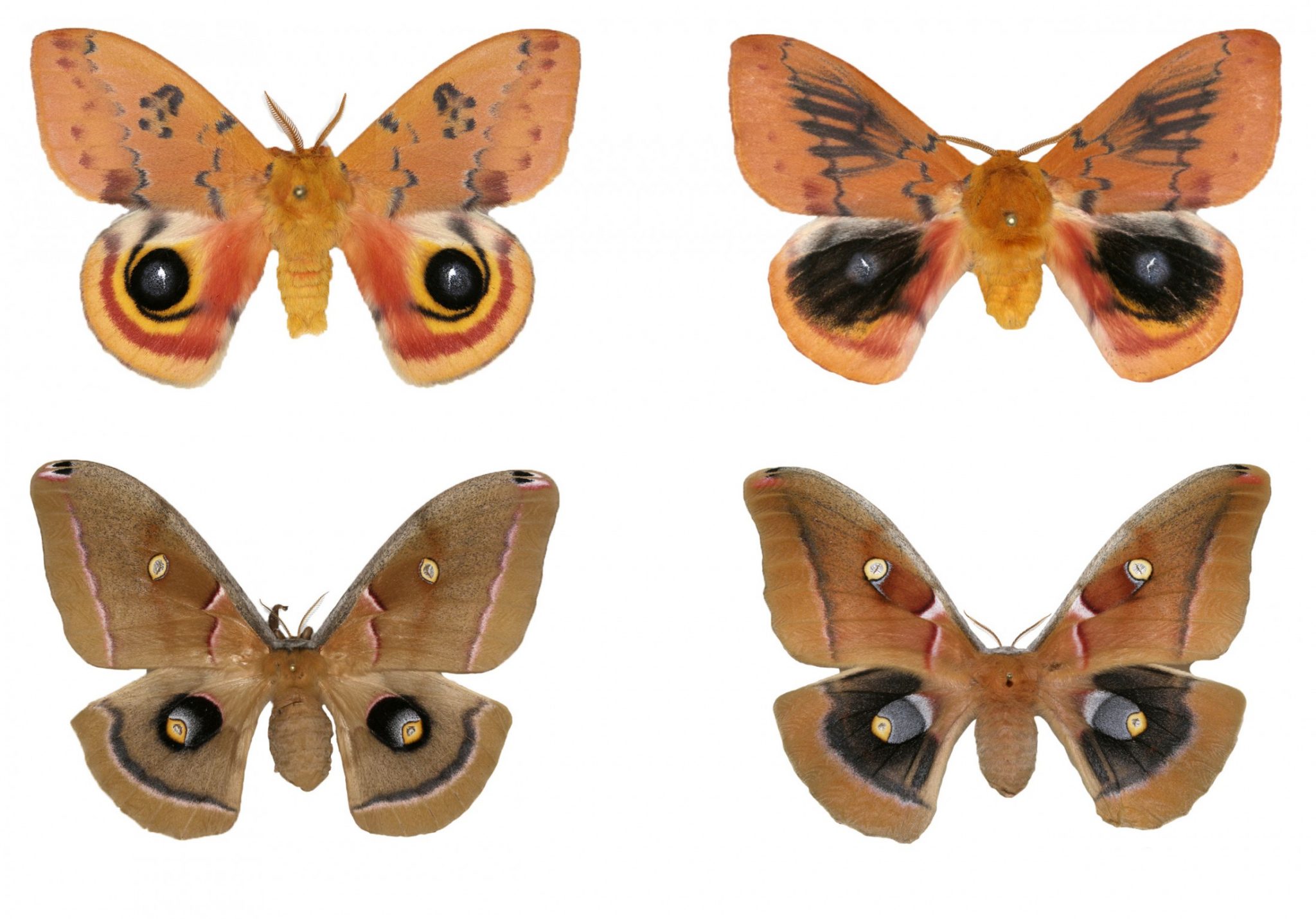 Lyin’ eyes: Butterfly, moth eyespots may look the same, but likely ...