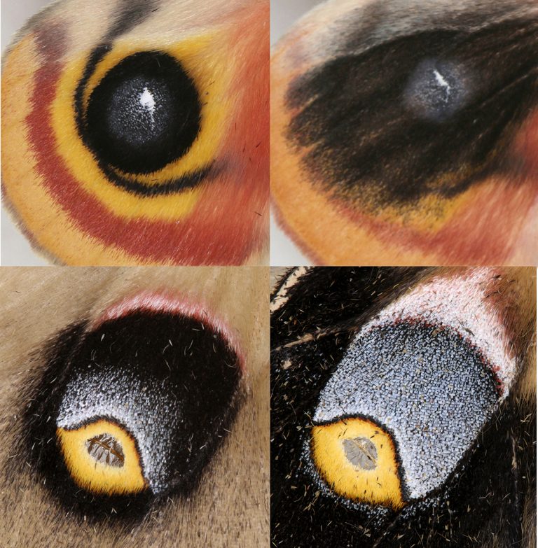 Lyin’ eyes: Butterfly, moth eyespots may look the same, but likely ...