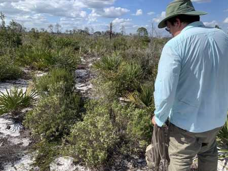Florida’s rare blue bee rediscovered at Lake Wales Ridge – Research News