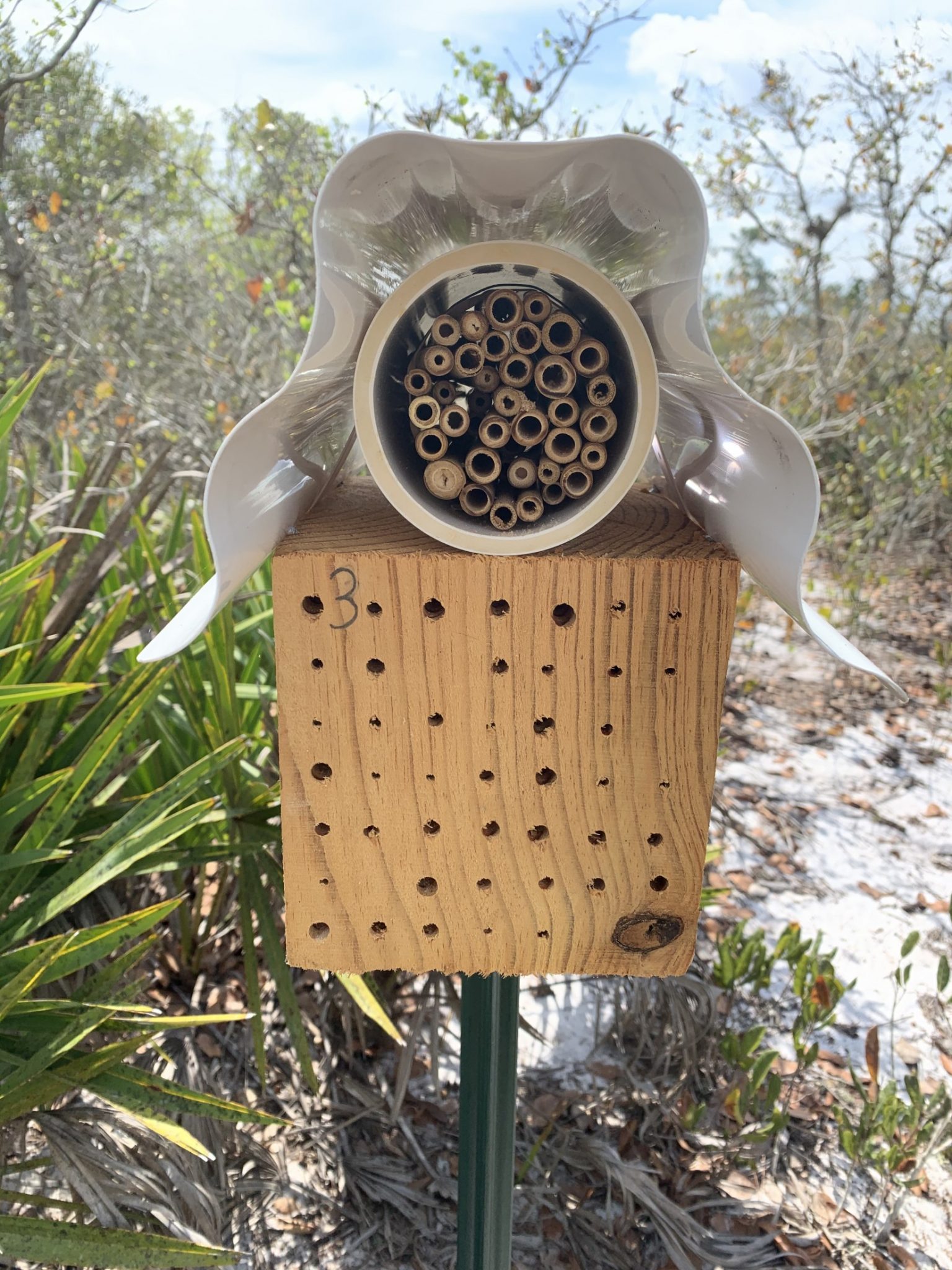 Florida’s rare blue bee rediscovered at Lake Wales Ridge – Research News