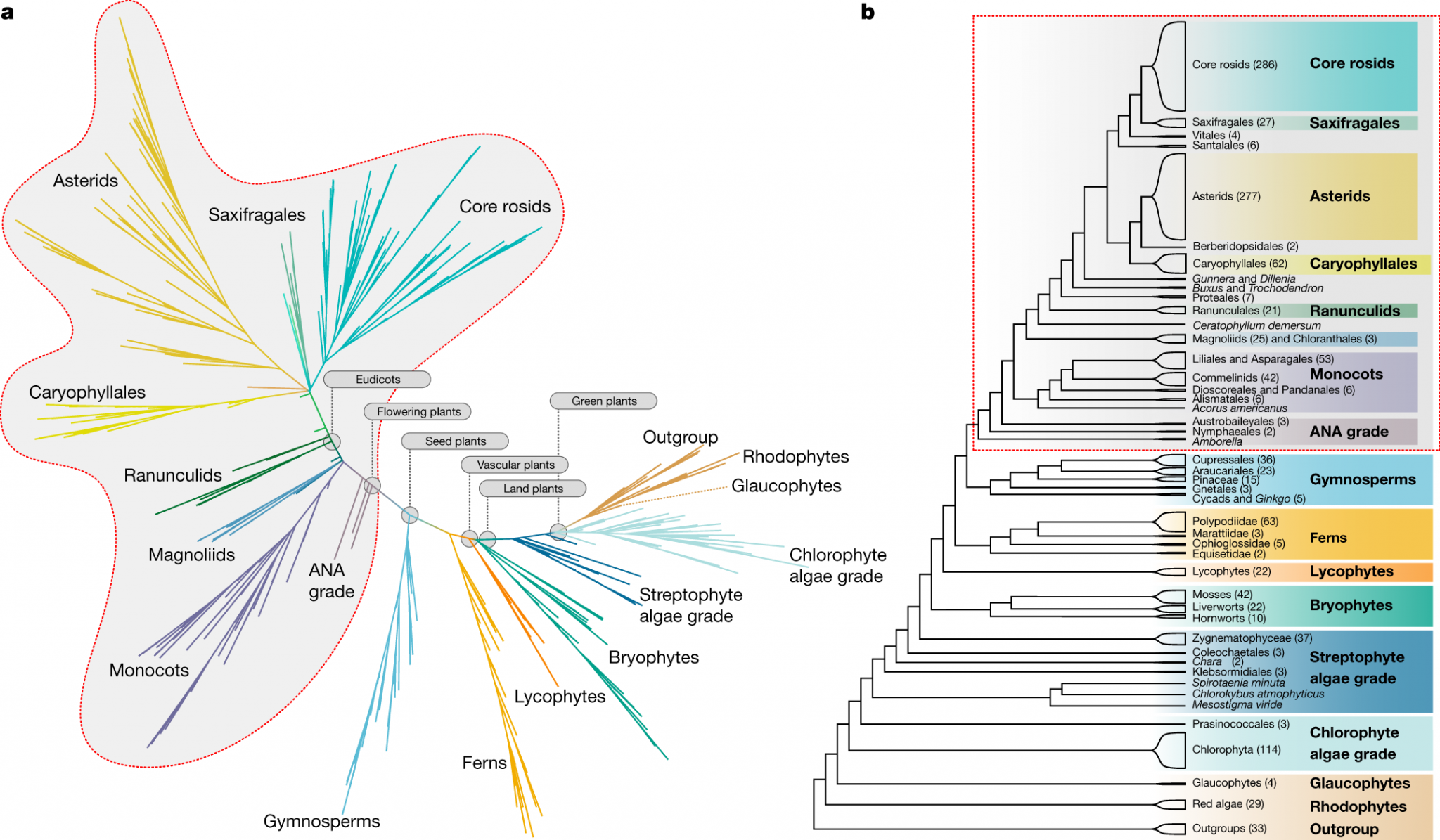 New books present the PhyloCode, an evolution-based system for naming ...