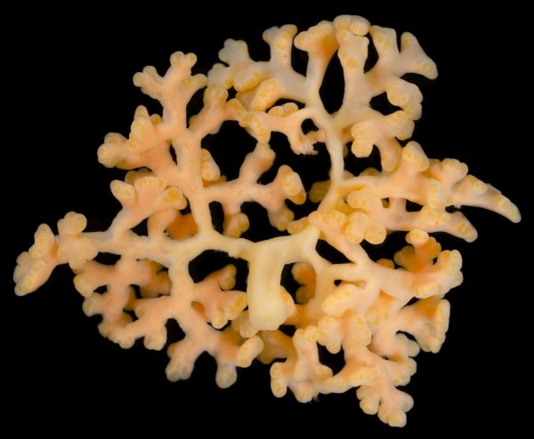 Five Facts: Barnacles – Research News