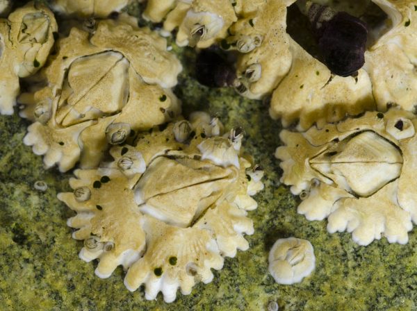 Five Facts: Barnacles – Florida Museum Science