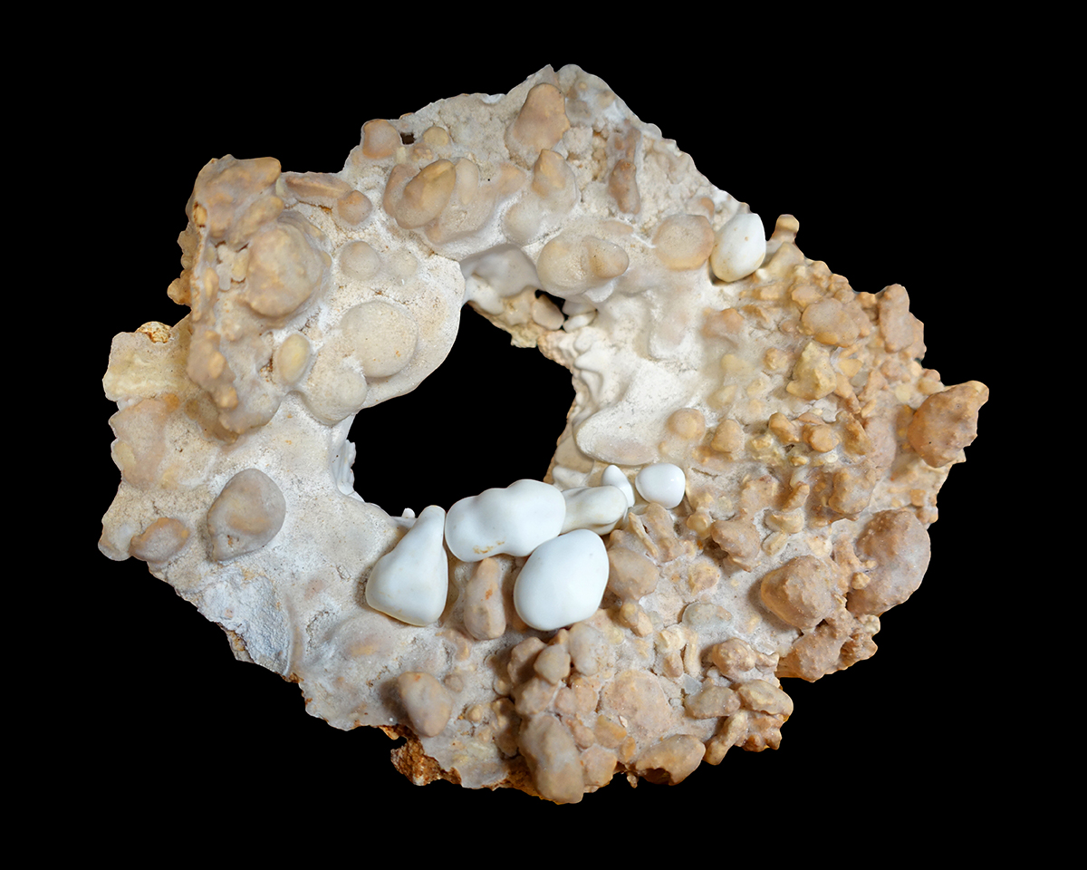 Get to know Florida’s fossil pearls – Research News