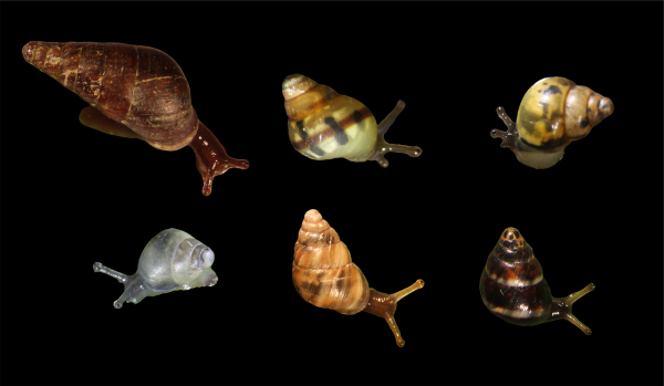 New native Hawaiian land snail species discovered, first in 60 years ...