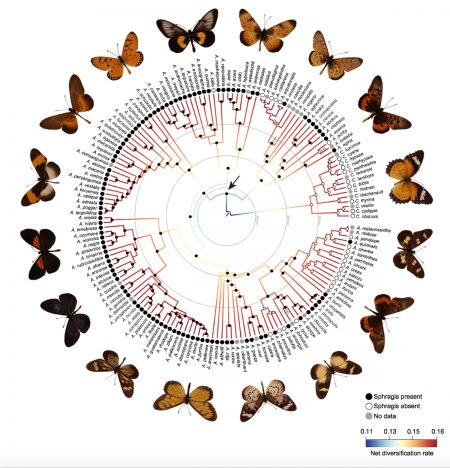 In butterfly battle of sexes, males deploy ‘chastity belts’ but females ...