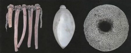 Investigating the Calusa – Research News