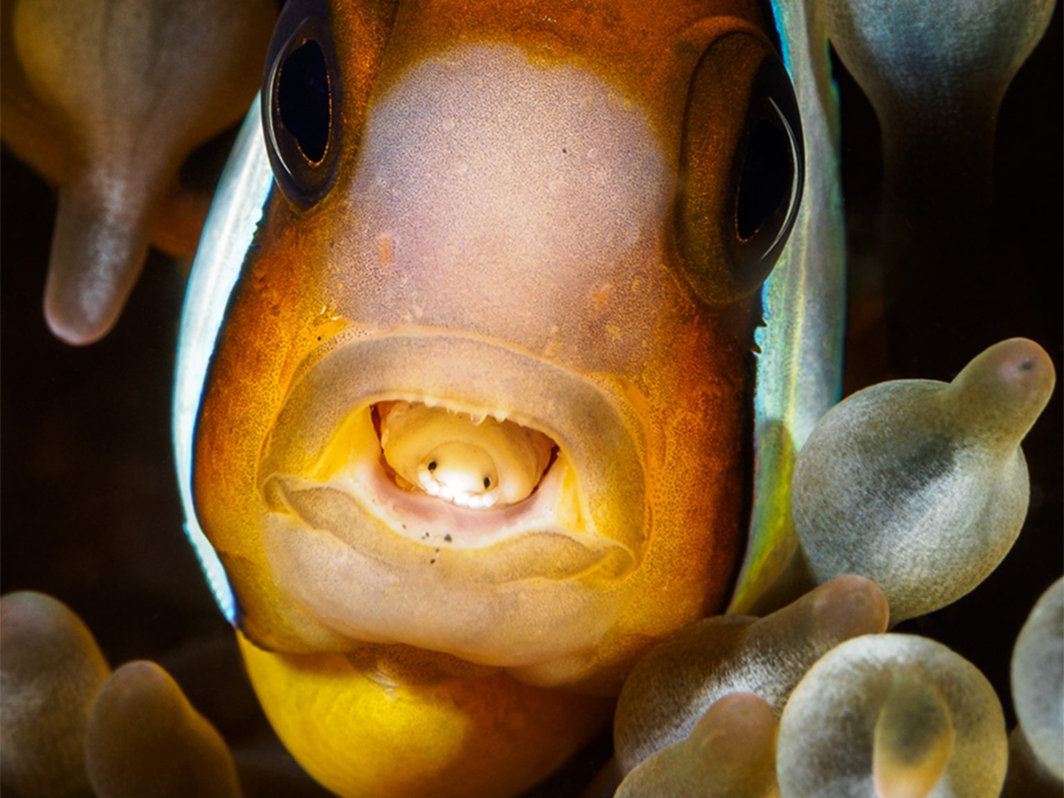 Beware the underwater vampires – Research News