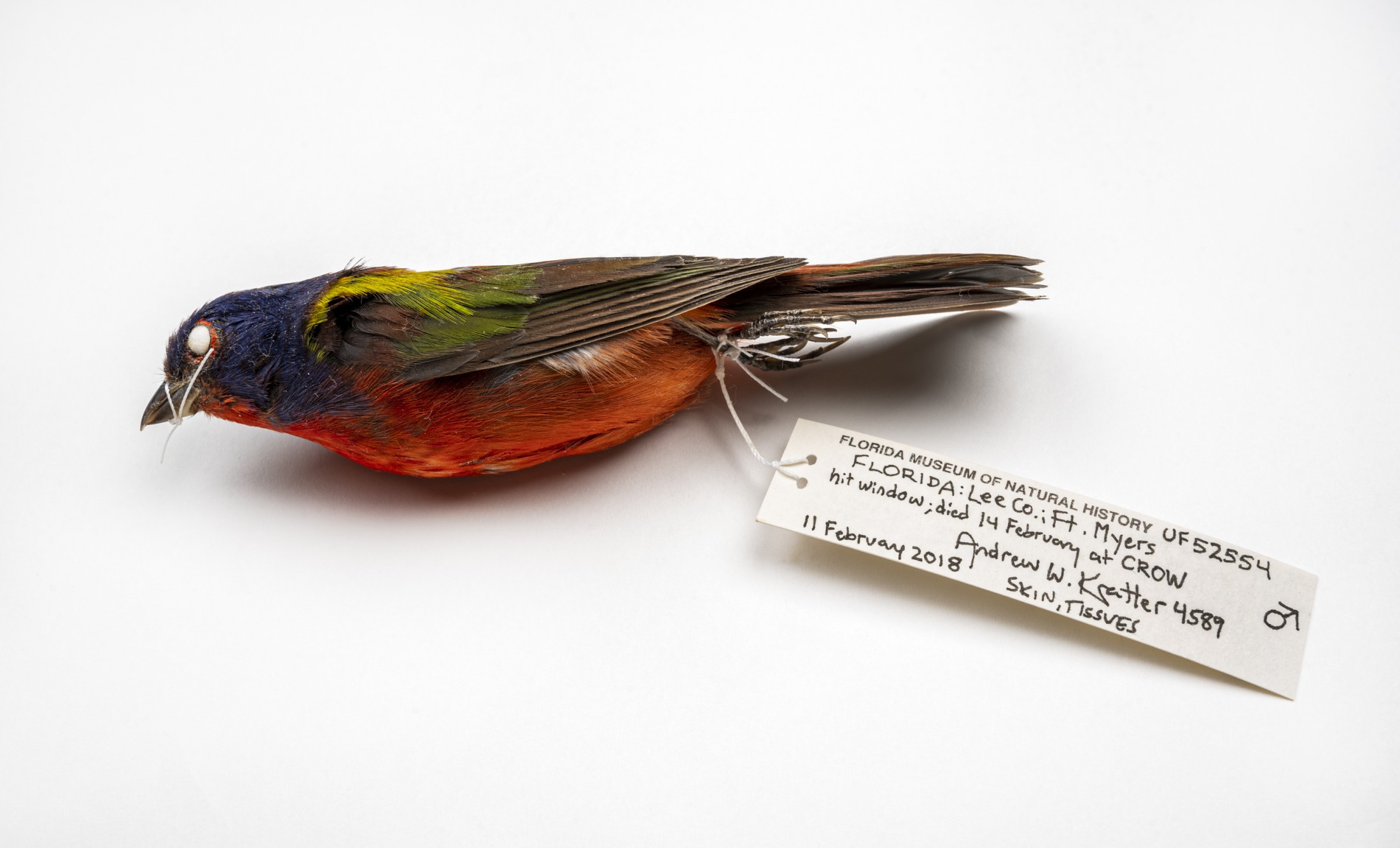 Top killers of Florida birds: Trauma on land, starvation at sea ...