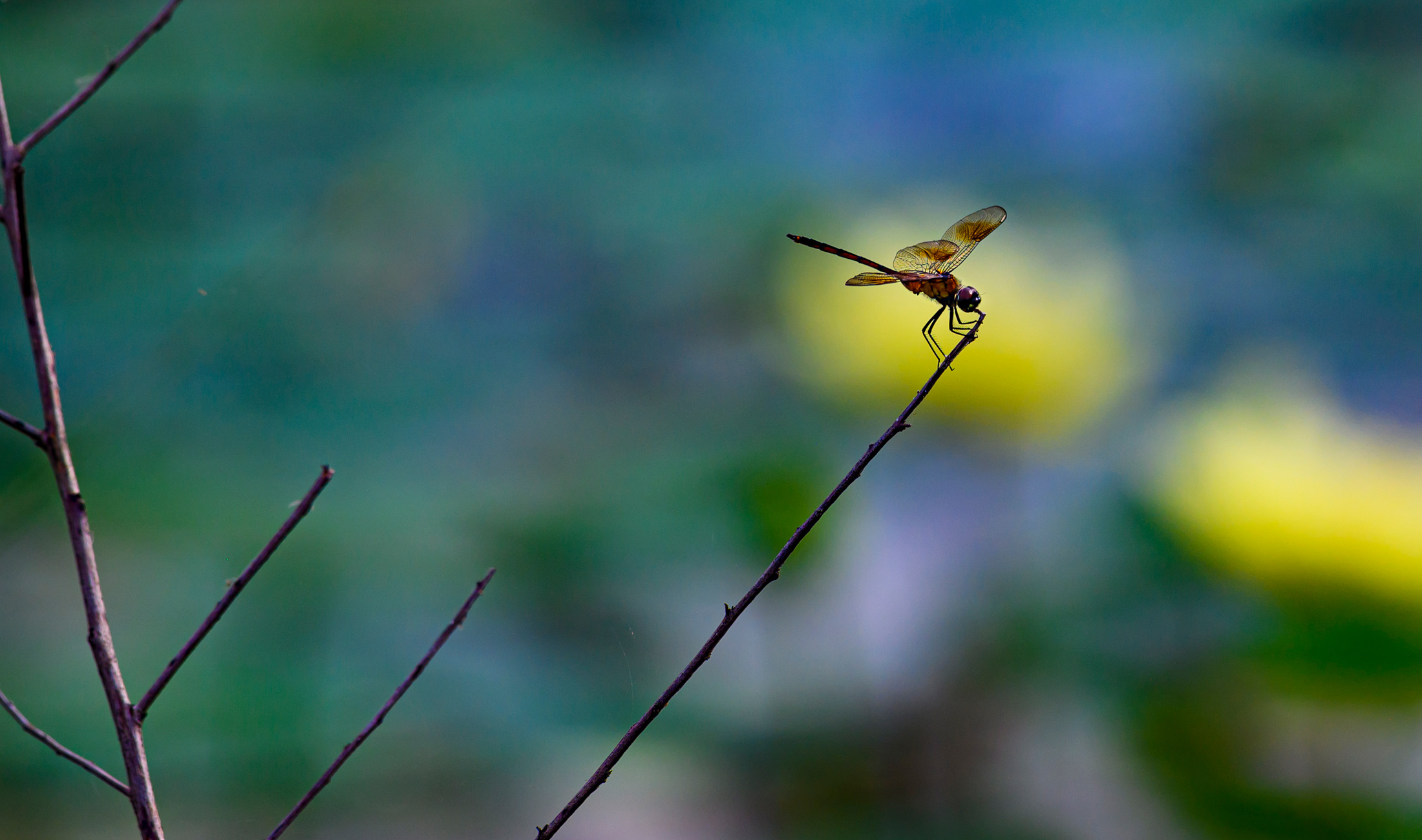 First Insects On Land