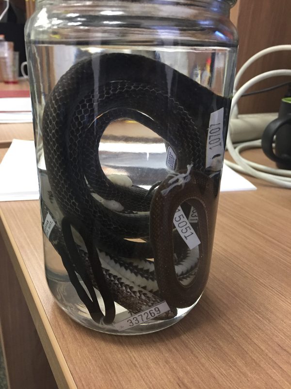 New genus of tiny, iridescent snake from Philippines found in ...