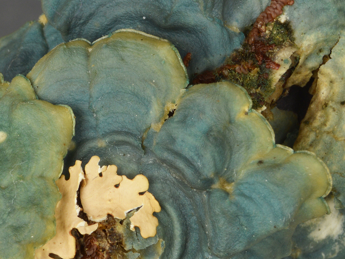 Rare lichen unique to Florida discovered in museum collections, may be ...