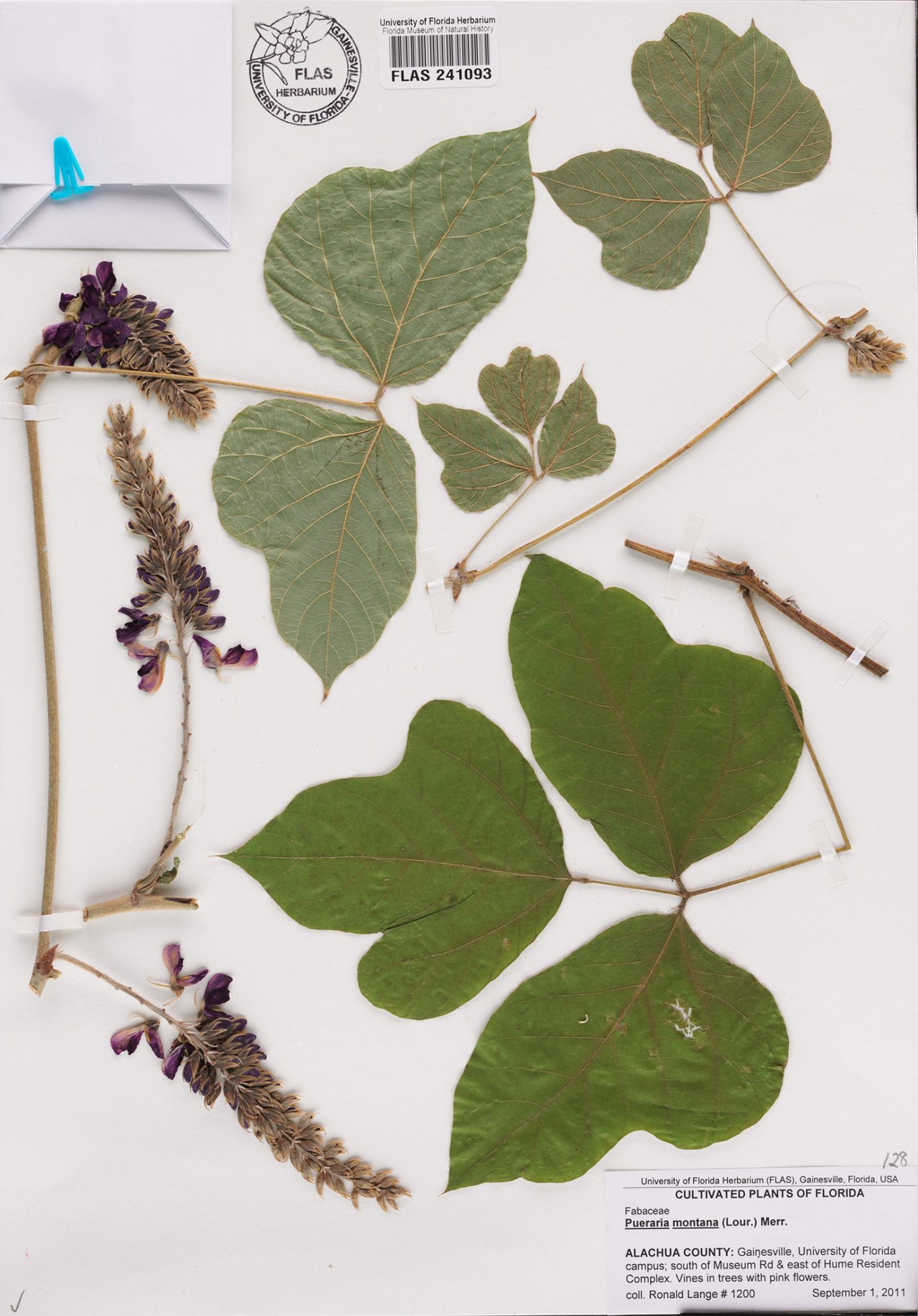 Five Facts: Kudzu in Florida – Research News