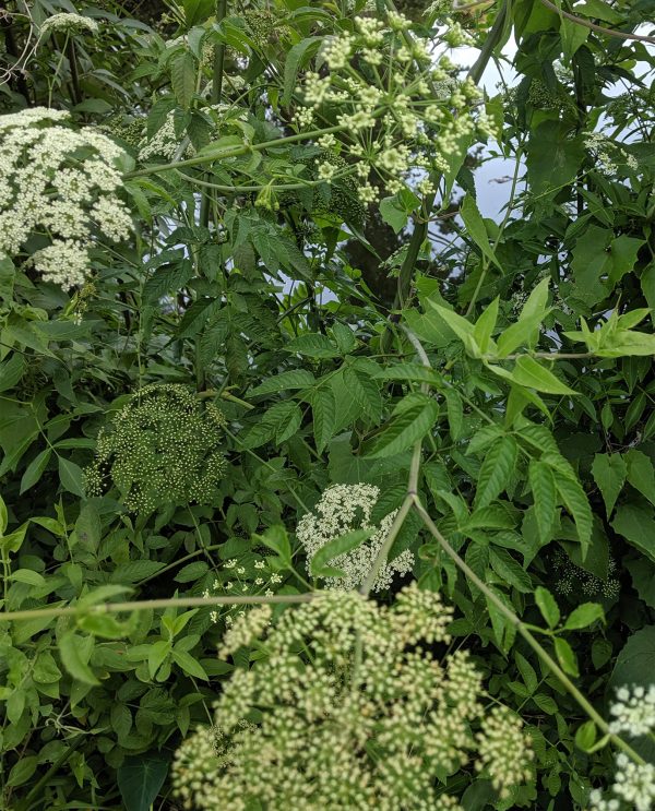 Poisonous plants in your Florida garden: Six deadly species to know ...