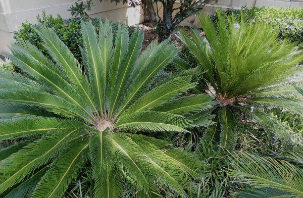 Poisonous plants in your Florida garden: Six deadly species to know ...