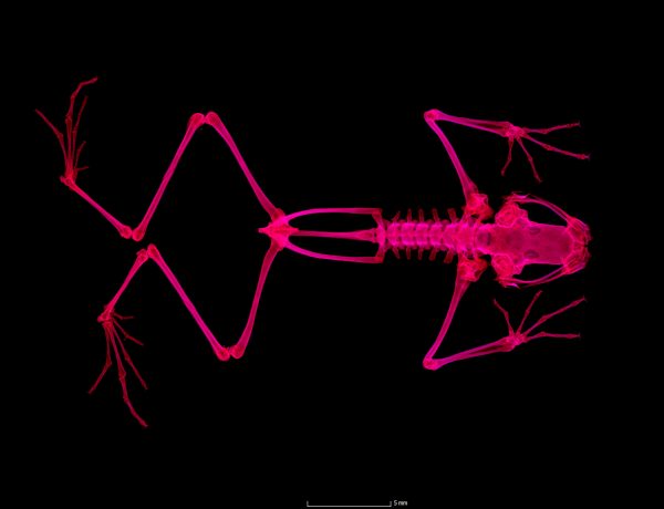 Taking a bite out of frog tooth evolution: Amphibian group has lost ...