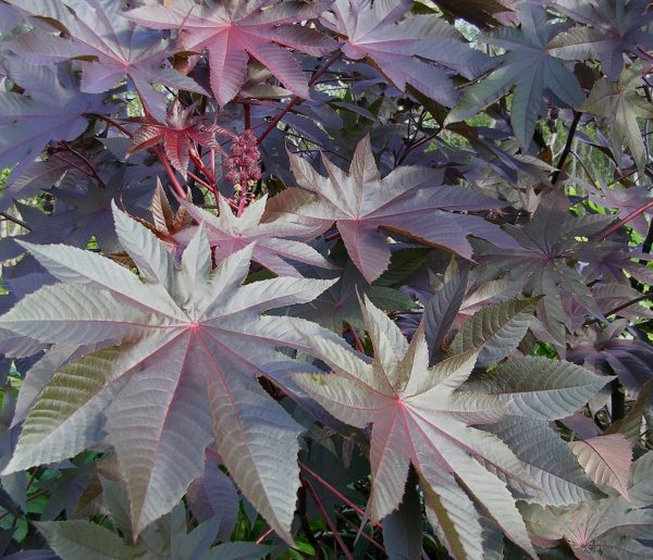 Poisonous plants in your Florida garden: Six deadly species to know ...