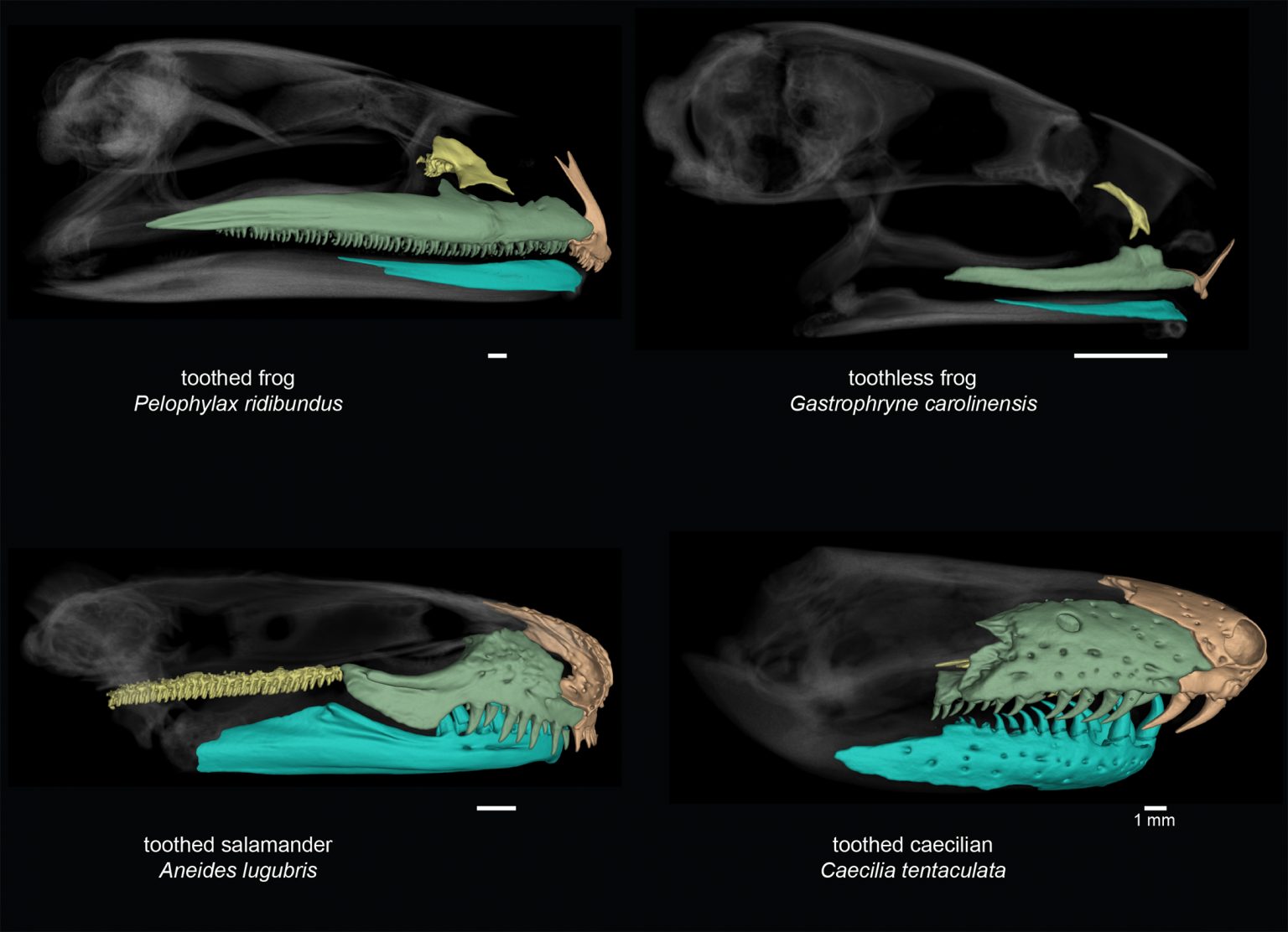 Taking a bite out of frog tooth evolution: Amphibian group has lost ...