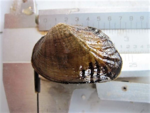 Florida freshwater mussel gets protected habitat thanks to museum ...