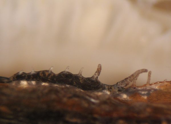 Florida freshwater mussel gets protected habitat thanks to museum ...