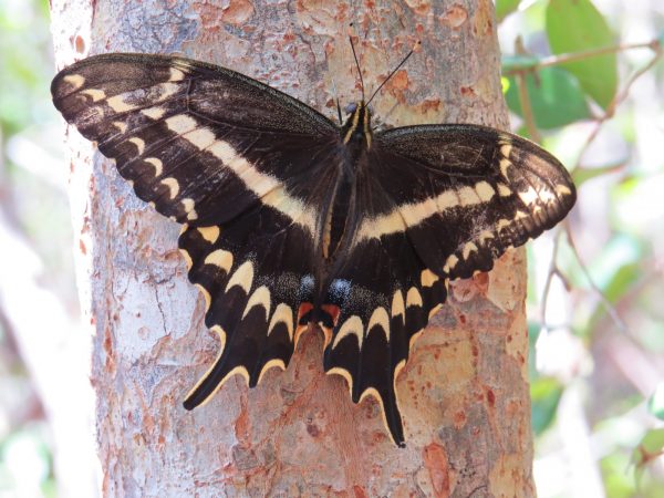Florida volunteers see record numbers of endangered Schaus’ swallowtail ...